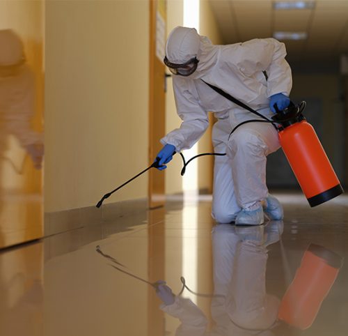 Master pest control: Identify and prevent infestations