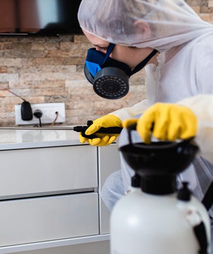 Effective Rat Pest Control: Top Methods to Keep Your Home Rodent-Free ...